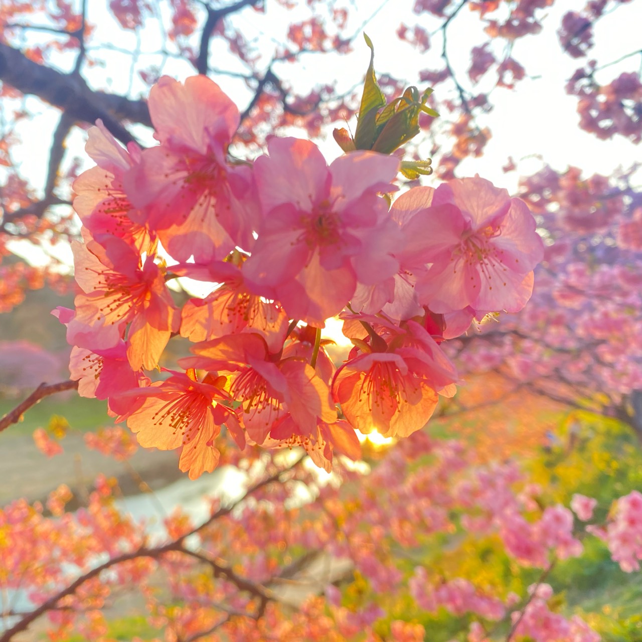 Spoon スプーン | DJぽぽち🌻🦠𖤐*̩̩͙⸝⋆さんのプロフィール